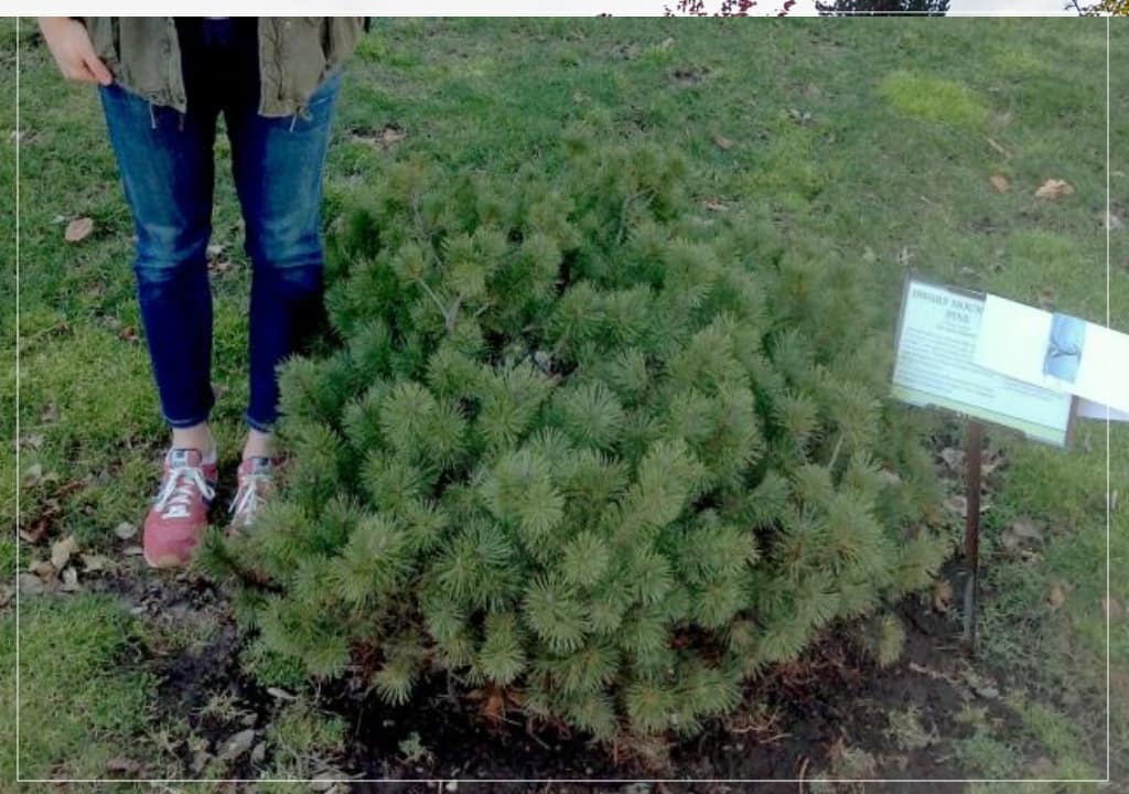 Ten trees suitable for roof gardens in Canada| Greencheckco