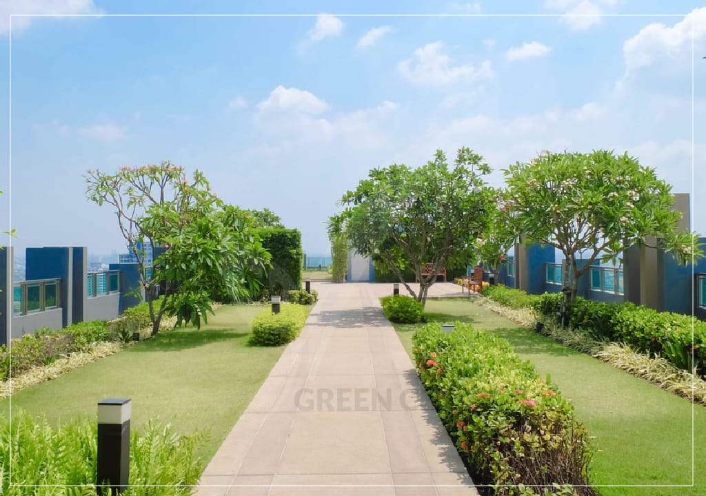 Ten trees suitable for roof gardens in Canada| Greencheckco